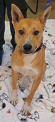 Johnston, RI - Australian Cattle Dog/German Shepherd Dog. Meet Brie KA ...