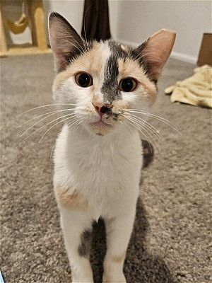 Phoenix, AZ - Calico. Meet Daisy a Pet for Adoption - AdoptaPet.com