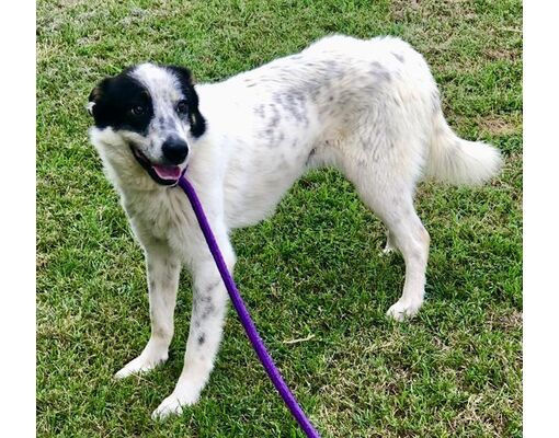 Burlington, NC - Hound (Unknown Type). Meet BEAVER a Pet for Adoption ...