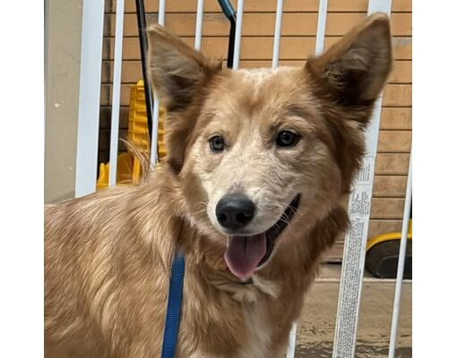 Espanola, NM - Alaskan Klee Kai/Shepherd (Unknown Type). Meet Sonya a ...