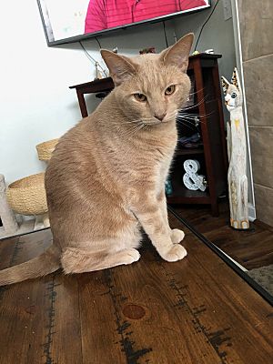Tigard, OR - Domestic Shorthair. Meet Finnegan a Pet for Adoption ...