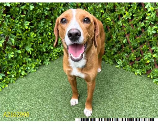 West Palm Beach, FL - Redbone Coonhound/Labrador Retriever. Meet DONNA ...