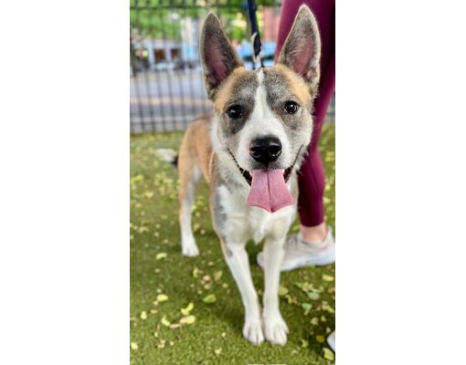 Boston, MA - Border Collie. Meet BINGO a Pet for Adoption - AdoptaPet.com