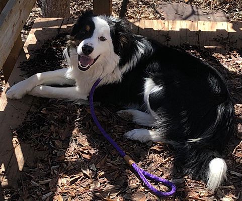 Erie, CO - Border Collie. Meet Benny a Pet for Adoption - AdoptaPet.com