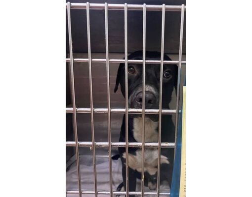 Baton Rouge, LA - American Pit Bull Terrier/Mixed Breed (Medium). Meet ...