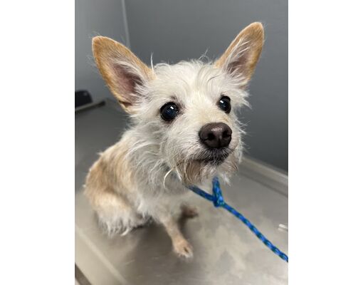 Las Vegas, NV - Terrier (Unknown Type, Medium). Meet *LADY a Pet for ...