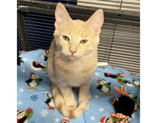 Delaware, OH - Domestic Shorthair. Meet Snookums a Pet for Adoption ...