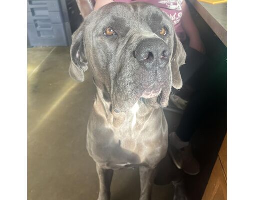 Fredericksburg, TX - Cane Corso. Meet Artemis a Pet for Adoption ...