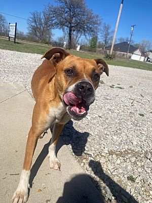 Sapulpa, OK - Boxer/American Pit Bull Terrier. Meet Chapel a Pet for ...