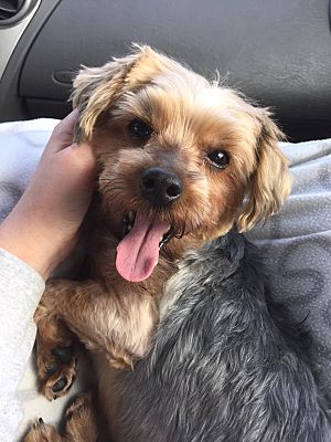 Troy, MI - Yorkie, Yorkshire Terrier. Meet Chloe a Pet for Adoption ...