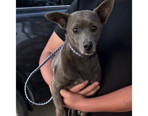 Hagerstown, MD - Chihuahua/Mixed Breed (Small). Meet Woody a Pet for ...