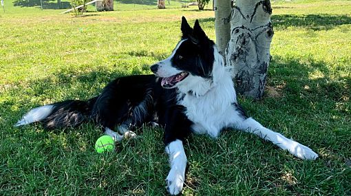 Manchester, CT - Border Collie. Meet Betty a Pet for Adoption ...