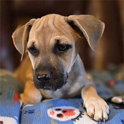 Boerne, TX - Boxer/Corgi. Meet Pulsar a Pet for Adoption - AdoptaPet.com