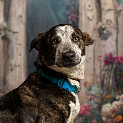 Newberg, OR - Cattle Dog/Mixed Breed (Medium). Meet Xena a Pet for ...