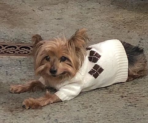 oklahoma city, OK - Yorkie, Yorkshire Terrier. Meet Jack a Pet for ...