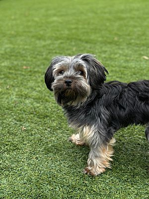 Charlotte, NC - Yorkie, Yorkshire Terrier/Shih Tzu. Meet Lilly a Pet ...