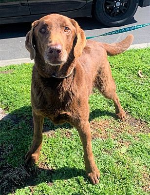 Ramona, CA - Labrador Retriever. Meet Oso a Pet for Adoption ...