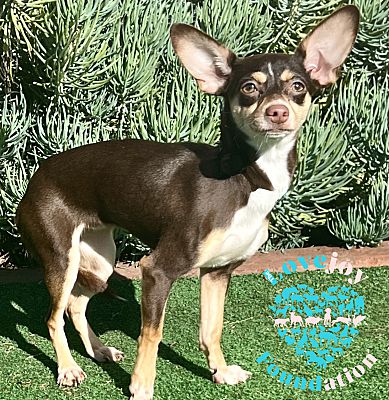Inglewood, CA - Chihuahua/Jack Russell Terrier. Meet Zora a Pet for ...