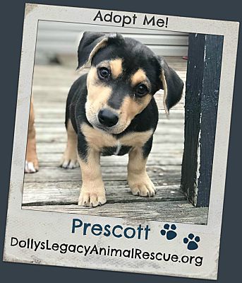 Lincoln, NE - Beagle/Spaniel (Unknown Type). Meet PRESCOTT a Pet for ...