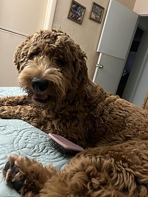 Fort Lauderdale, FL - Goldendoodle. Meet Dexter a Pet for Adoption ...