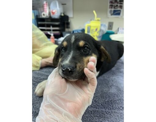 Springfield, MO - Australian Cattle Dog/Mixed Breed (Medium). Meet ...