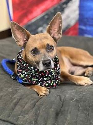 Weatherford, TX - Chihuahua. Meet Teddy a Pet for Adoption - AdoptaPet.com