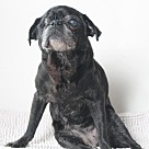 Pug Puppies - Pug Rescue and Adoption Near You