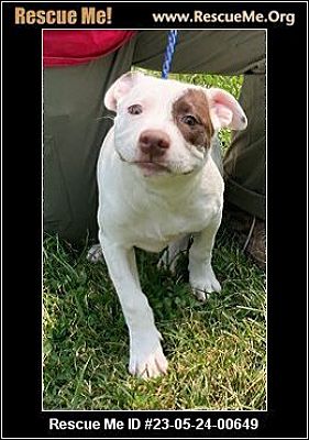 Benton, PA - American Staffordshire Terrier/Lakeland Terrier. Meet ...