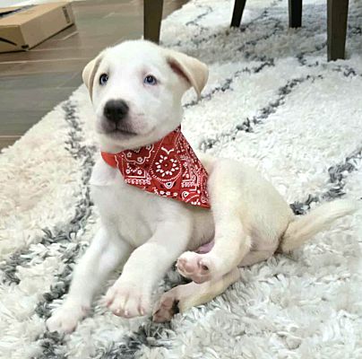 Troy, NY - Labrador Retriever/Golden Retriever. Meet Bluey a Pet for ...