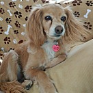 Cocker Spaniel Puppies - Rescue and Adoption Near You