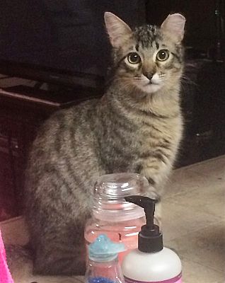 Arlington, TX - Maine Coon. Meet Tanner a Pet for Adoption - AdoptaPet.com