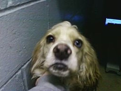 Flushing, NY - Cocker Spaniel. Meet Reagan a Pet for Adoption ...