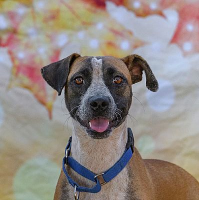 Hartford, CT - Boxer. Meet Milky Way a Pet for Adoption - AdoptaPet.com