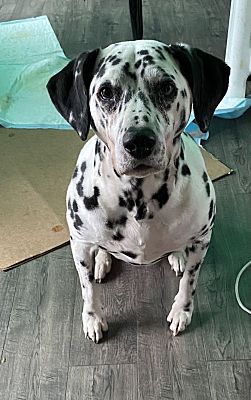 Renton, WA - Dalmatian. Meet Molly a Pet for Adoption - AdoptaPet.com
