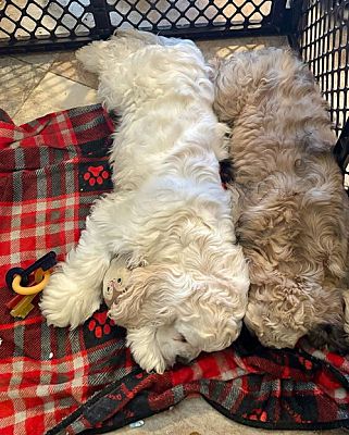 Flushing, NY - Cocker Spaniel. Meet Ray Ray a Pet for Adoption ...