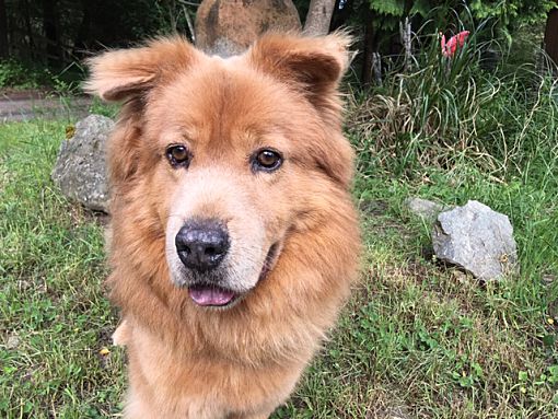 Eastsound, WA - Chow Chow/Australian Shepherd. Meet Fozzy Bear a Pet ...