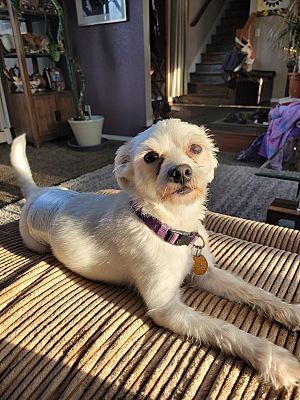 Anchorage, AK - Maltese. Meet Chuey a Pet for Adoption - AdoptaPet.com