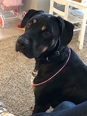 Saint Johns, FL - Labradoodle/Rottweiler. Meet Ace a Pet for Adoption ...