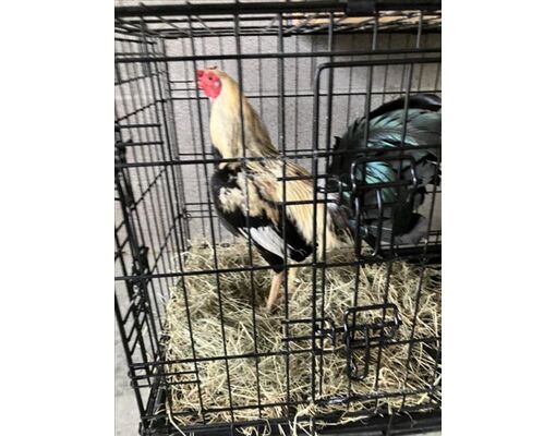 Dallas, TX - Chicken. Meet 3 a Pet for Adoption - AdoptaPet.com