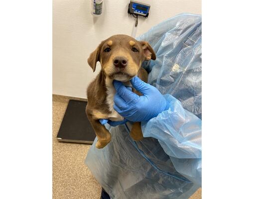 Albuquerque, NM - Labrador Retriever. Meet AVA a Pet for Adoption ...