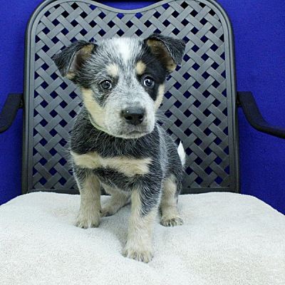 Midland, TX - Blue Heeler. Meet Canyon a Pet for Adoption - AdoptaPet.com