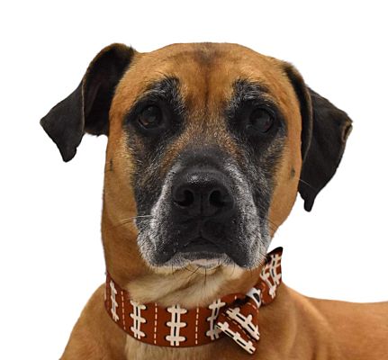 Springfield, OH - Basset Hound. Meet Stubby a Pet for Adoption ...