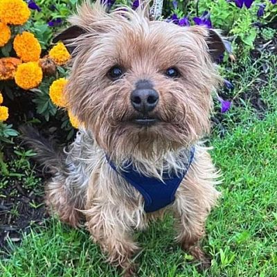 Phoenix, MD - Yorkie, Yorkshire Terrier. Meet Tucker - FOSTER NEEDED a ...