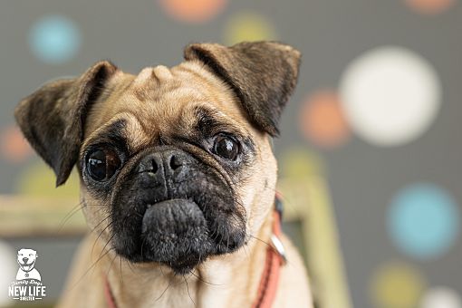 Portland, OR - Pug. Meet Mort a Pet for Adoption - AdoptaPet.com