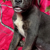 Adopt - Companion Pet Rescue