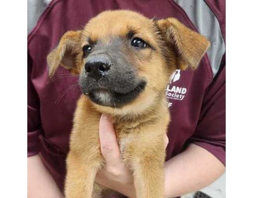 Bryan, TX - Black Mouth Cur/Shepherd (Unknown Type). Meet Zerg a Pet ...