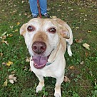 Corgi Puppies - Corgi Rescue and Adoption Near You