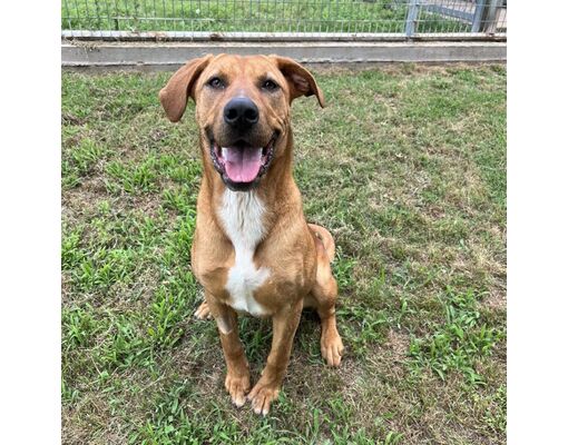 Stillwater, OK - Rhodesian Ridgeback/Golden Retriever. Meet Ladybird a ...
