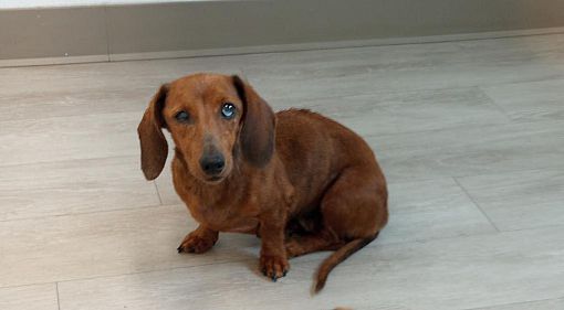Winsted, CT - Dachshund. Meet Egypt a Pet for Adoption - AdoptaPet.com