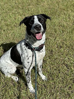 Fort Lauderdale, FL - Pointer/Dalmatian. Meet Jimmy a Pet for Adoption ...